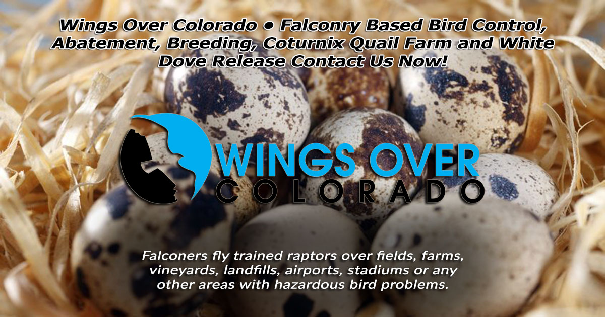 Wings Over ColoradoWings Over Colorado • Our Processed Quail